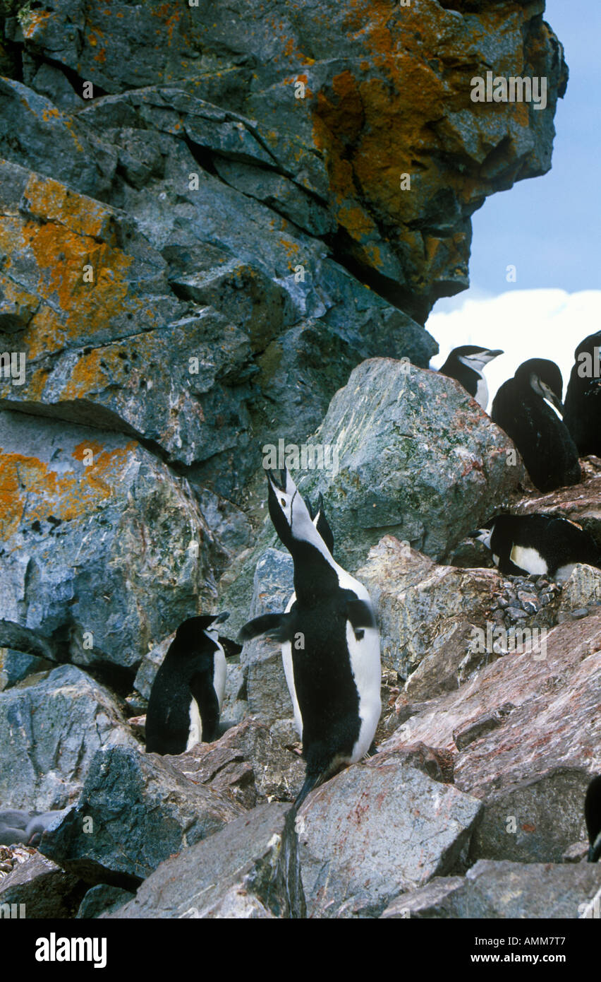 Bransfield strait and penguins hi-res stock photography and images - Alamy