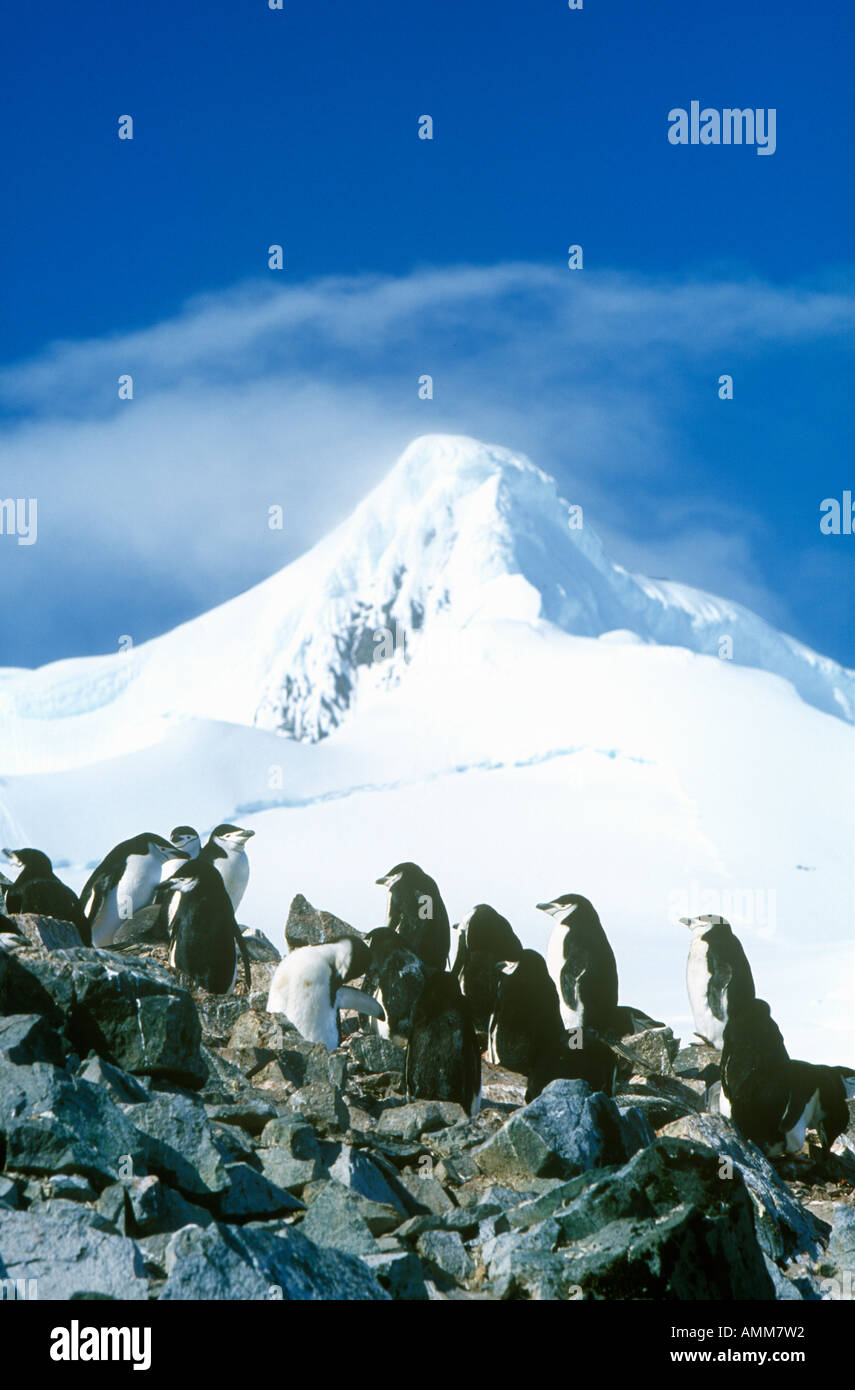 Bransfield strait and penguins hi-res stock photography and images - Alamy