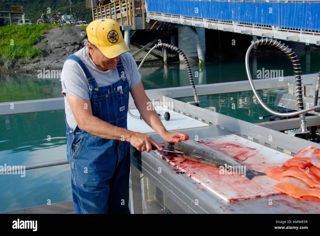 Cleaning Salmon Fish in Port Valdez Prince William Sound Alaska AK ...