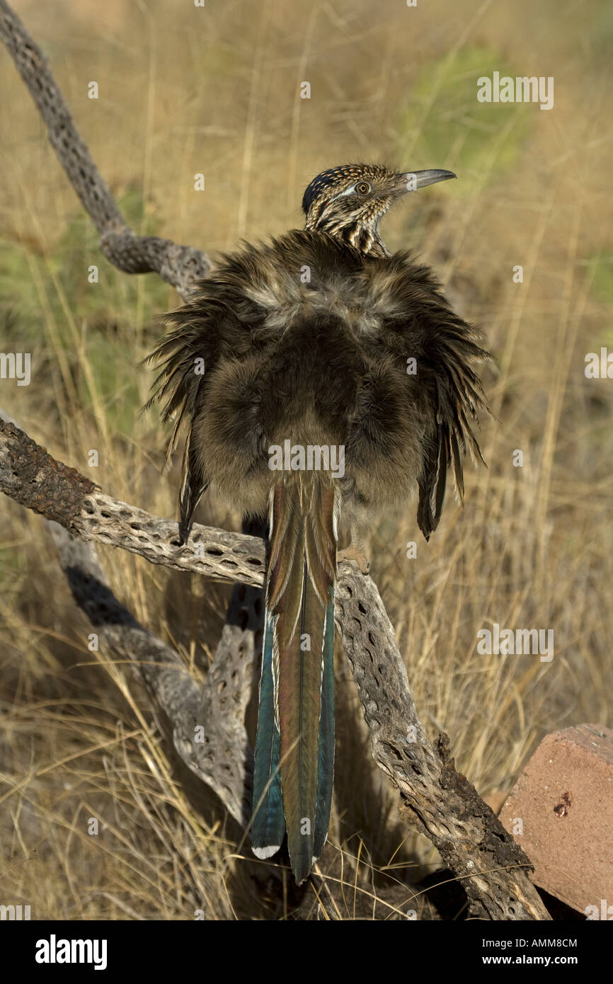 Greater Roadrunner (Geococcyx californianus) - Thermoregulating ...