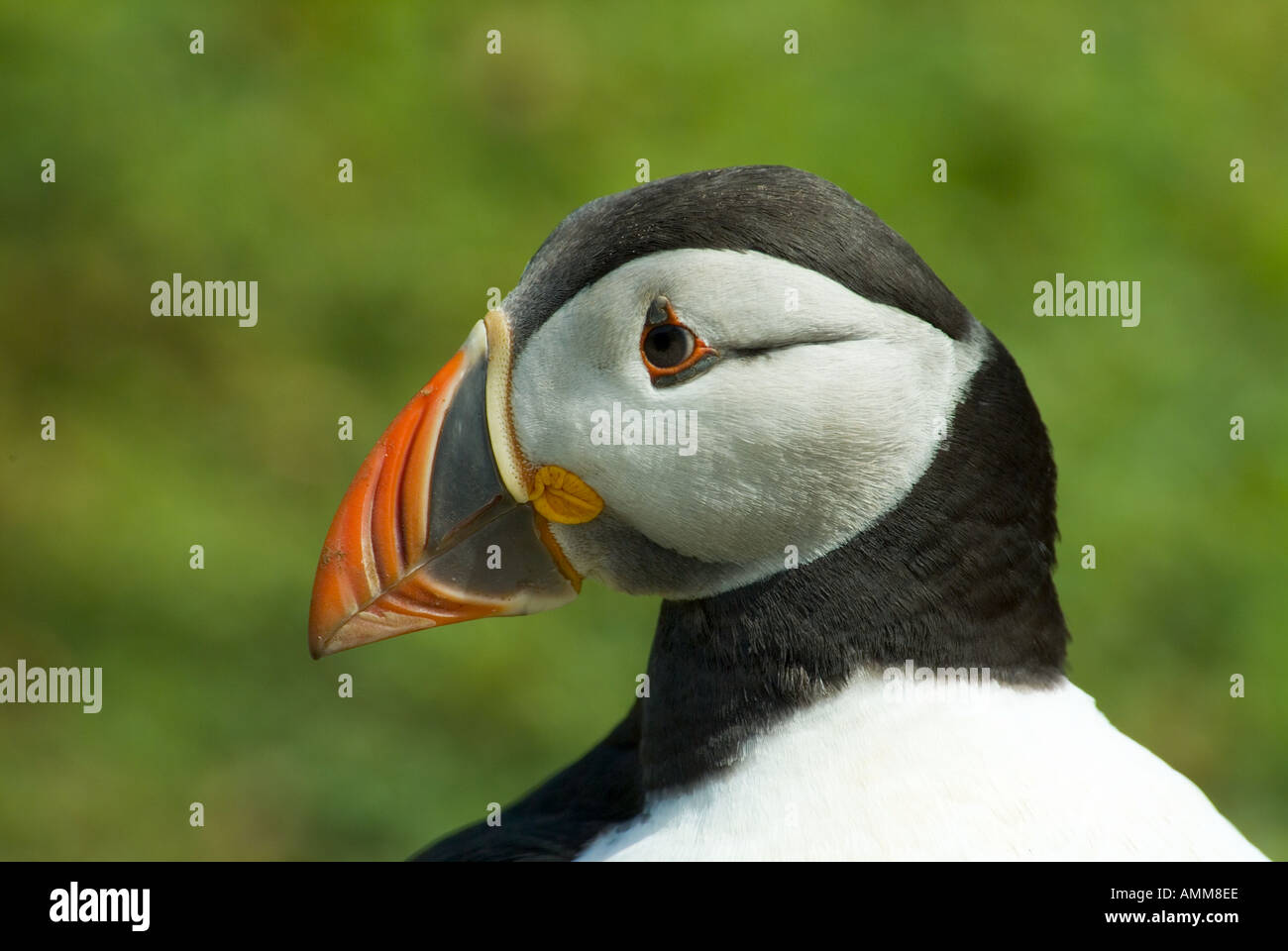 Atlantic Puffin Portrait Stock Photo - Alamy