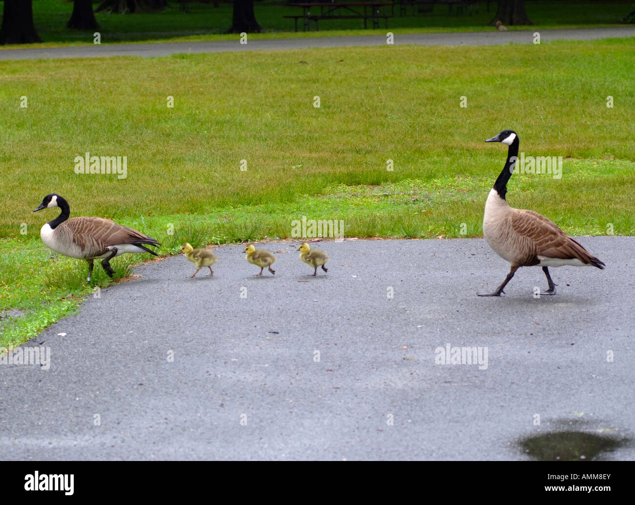 A Family of Canada Geese Crossing a Path in Saddle River Park Glen Rock ...