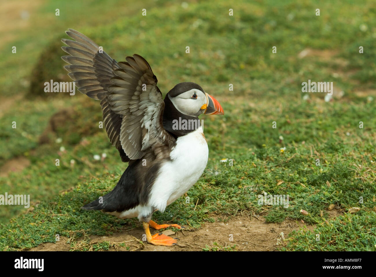 Atlantic Puffin Flapping Wings Stock Photo - Alamy