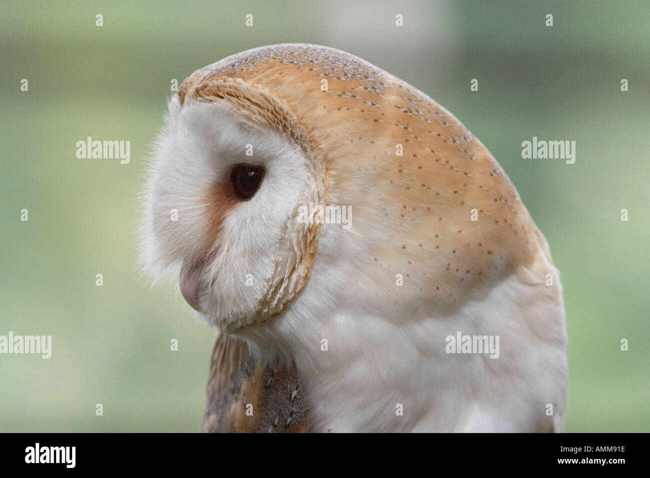 Barn Owl Portrait (captive Stock Photo - Alamy