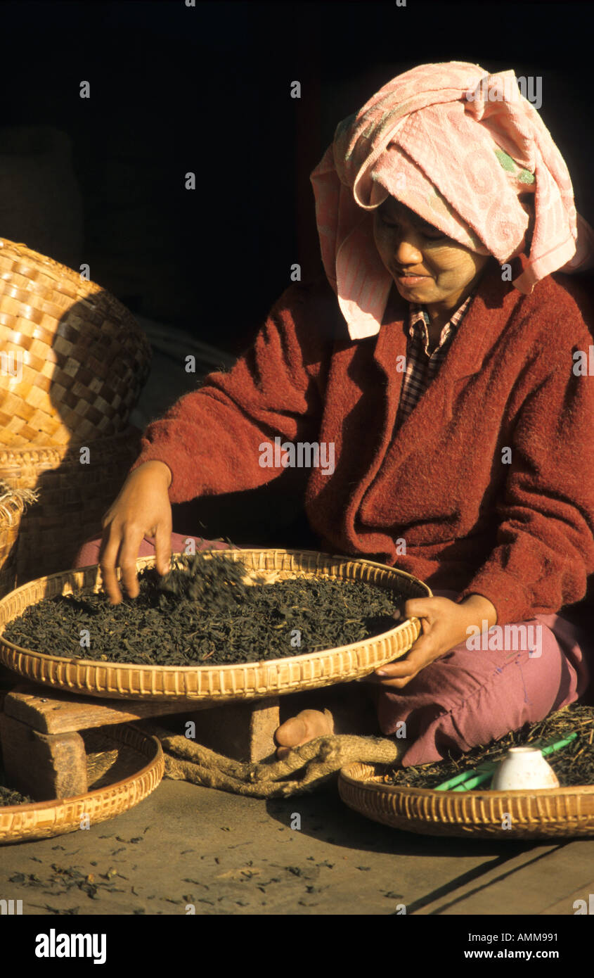 Traditional woman sorting tea leaves by quality Hsipaw Myanmar Stock ...