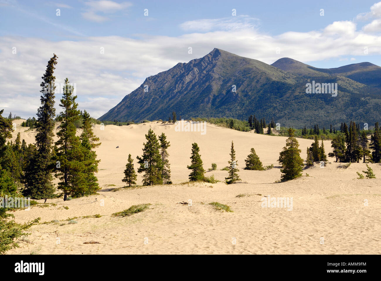 Carcross Desert Smallest Desert in World Yukon Territory YT Canada ...