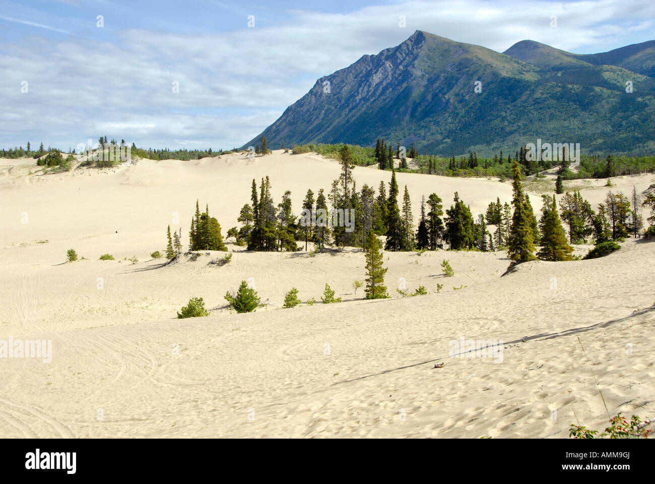 Carcross Desert Smallest Desert in World Yukon Territory YT Canada ...