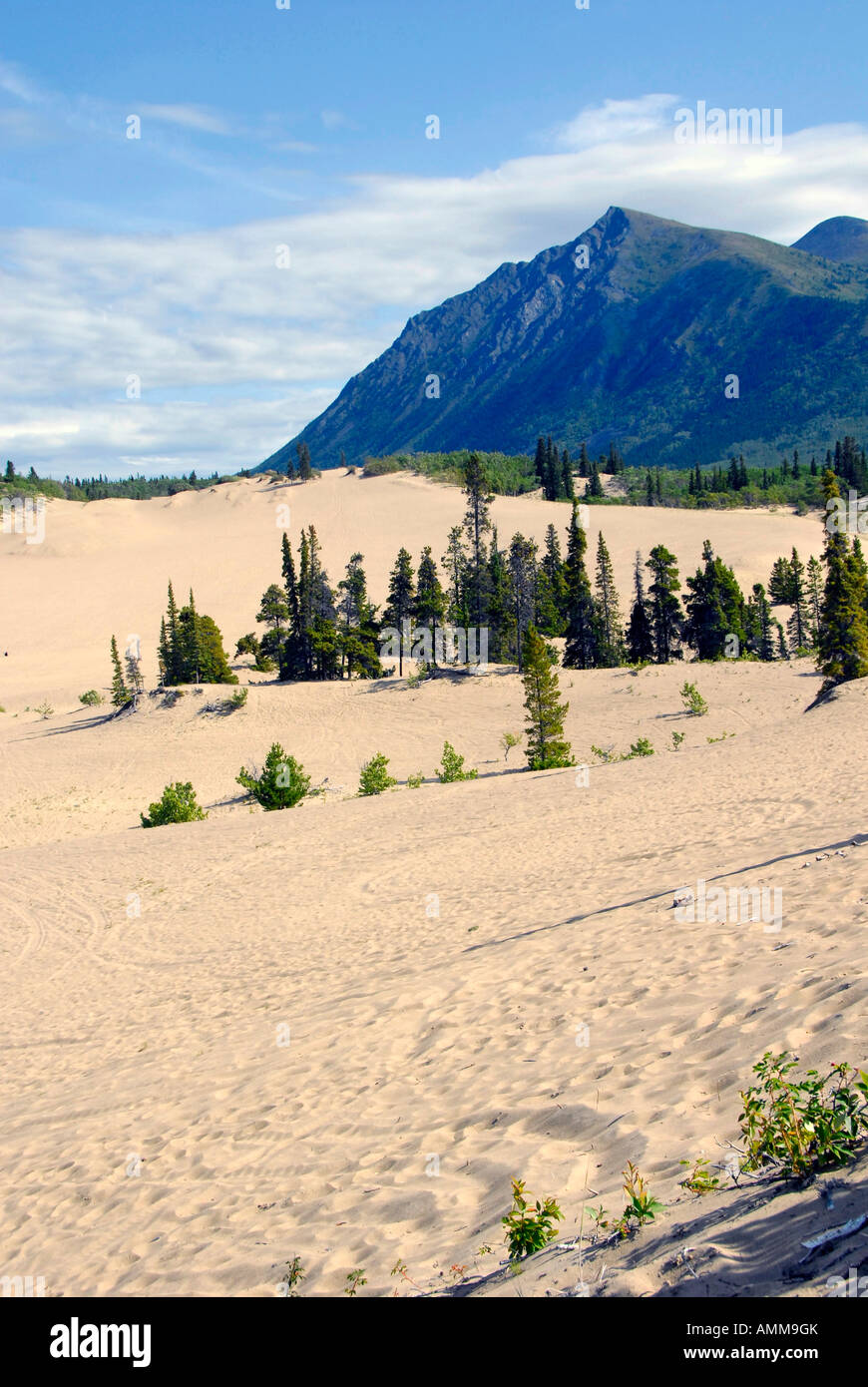 Carcross Desert Smallest Desert in World Yukon Territory YT Canada ...