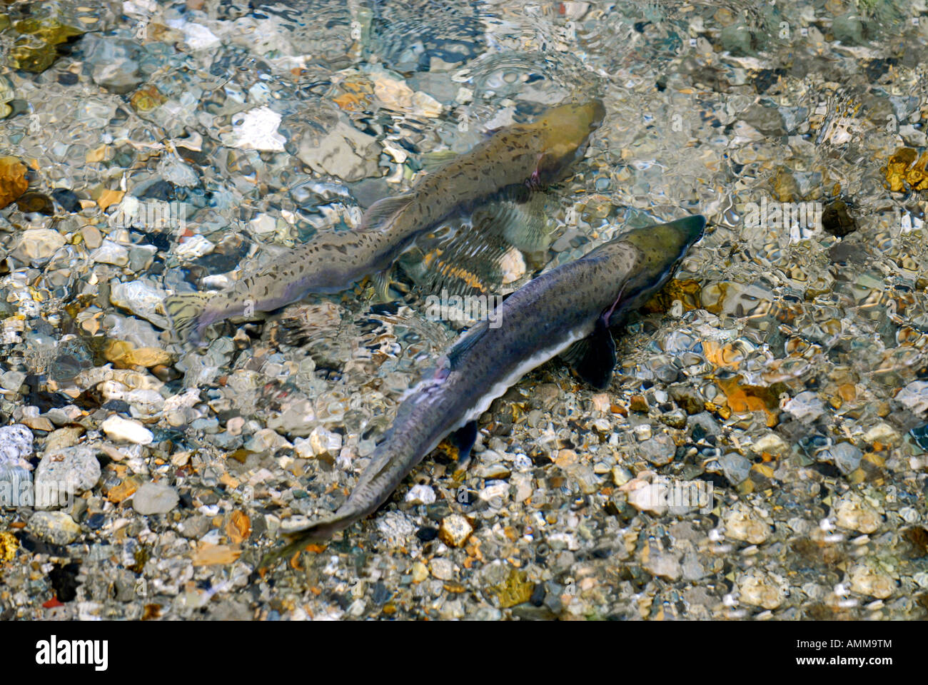 Salmon in Fish Creek Wildlife Observation Site Hyder Alaska AK US ...