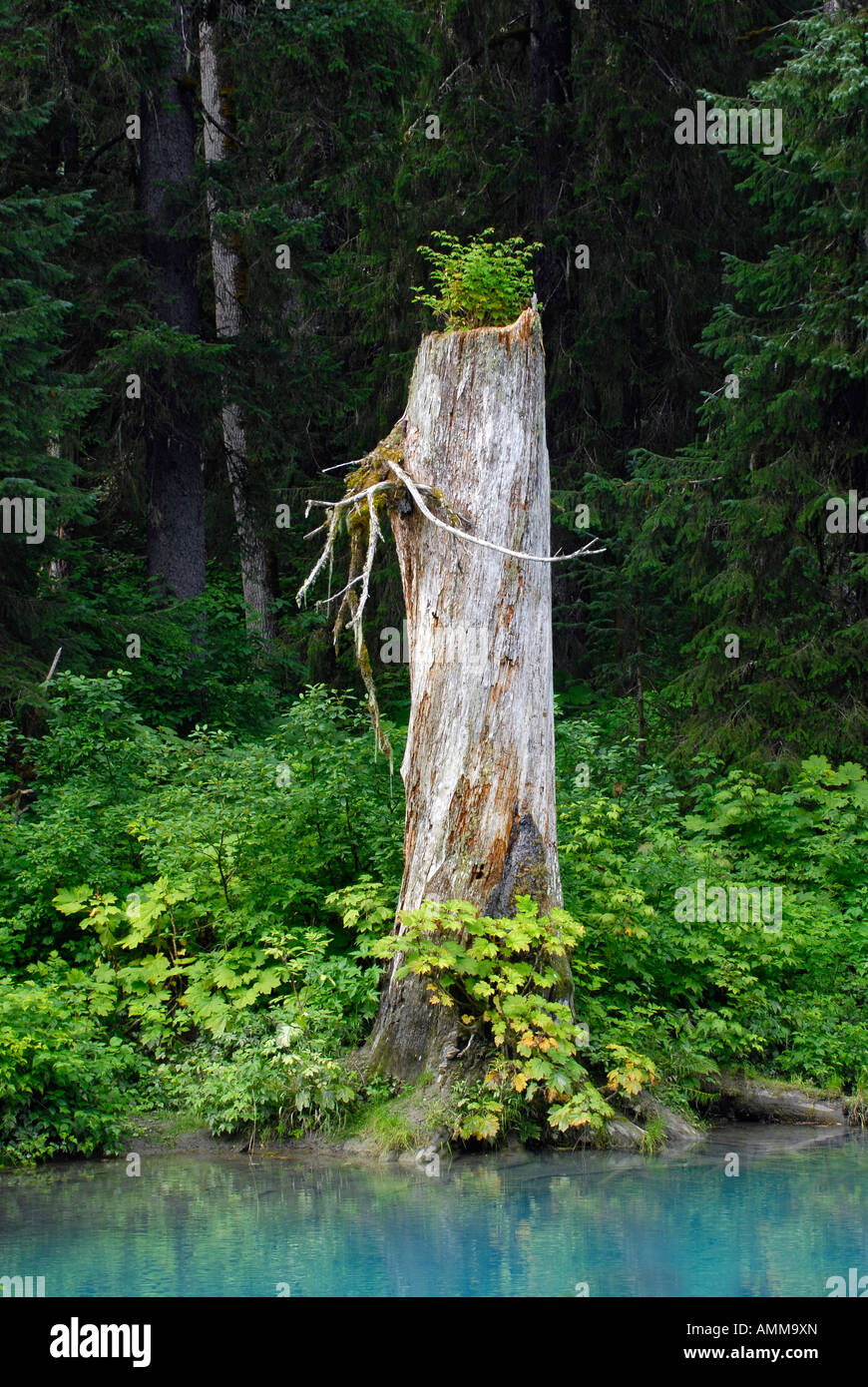 Observation stump hi-res stock photography and images - Alamy