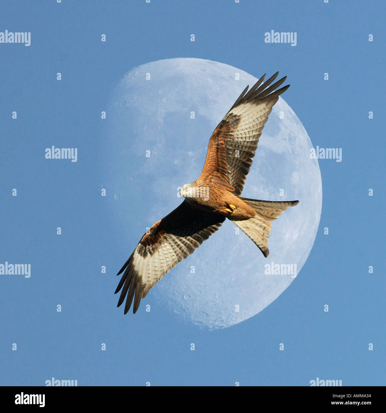 Red Kite (Milvus milvus Stock Photo - Alamy