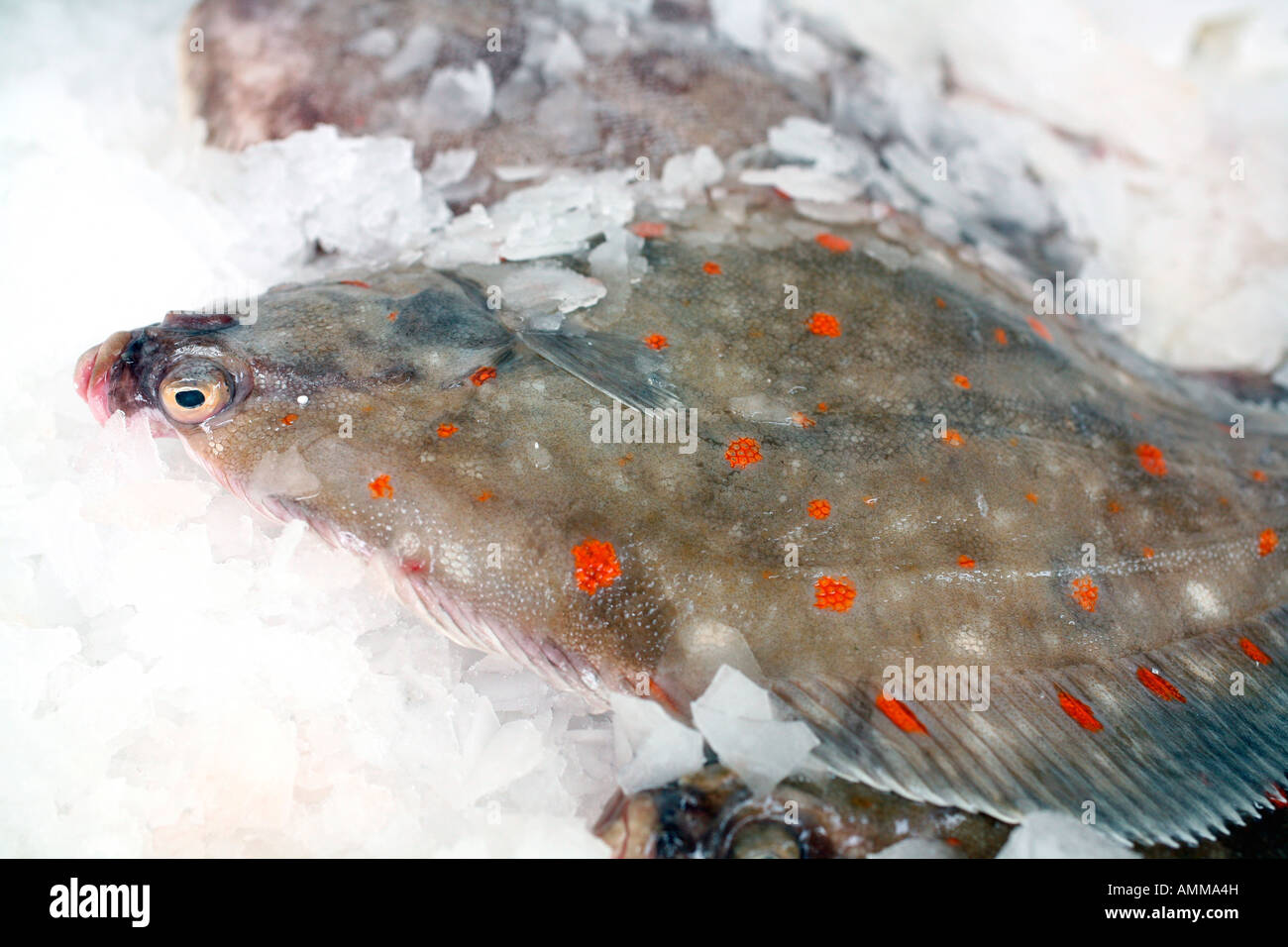 Plaice hi-res stock photography and images - Alamy