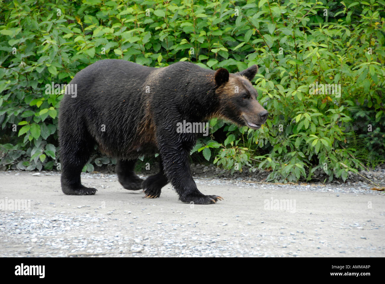 Black Bear at Fish Creek Wildlife Observation Site Tongass National ...