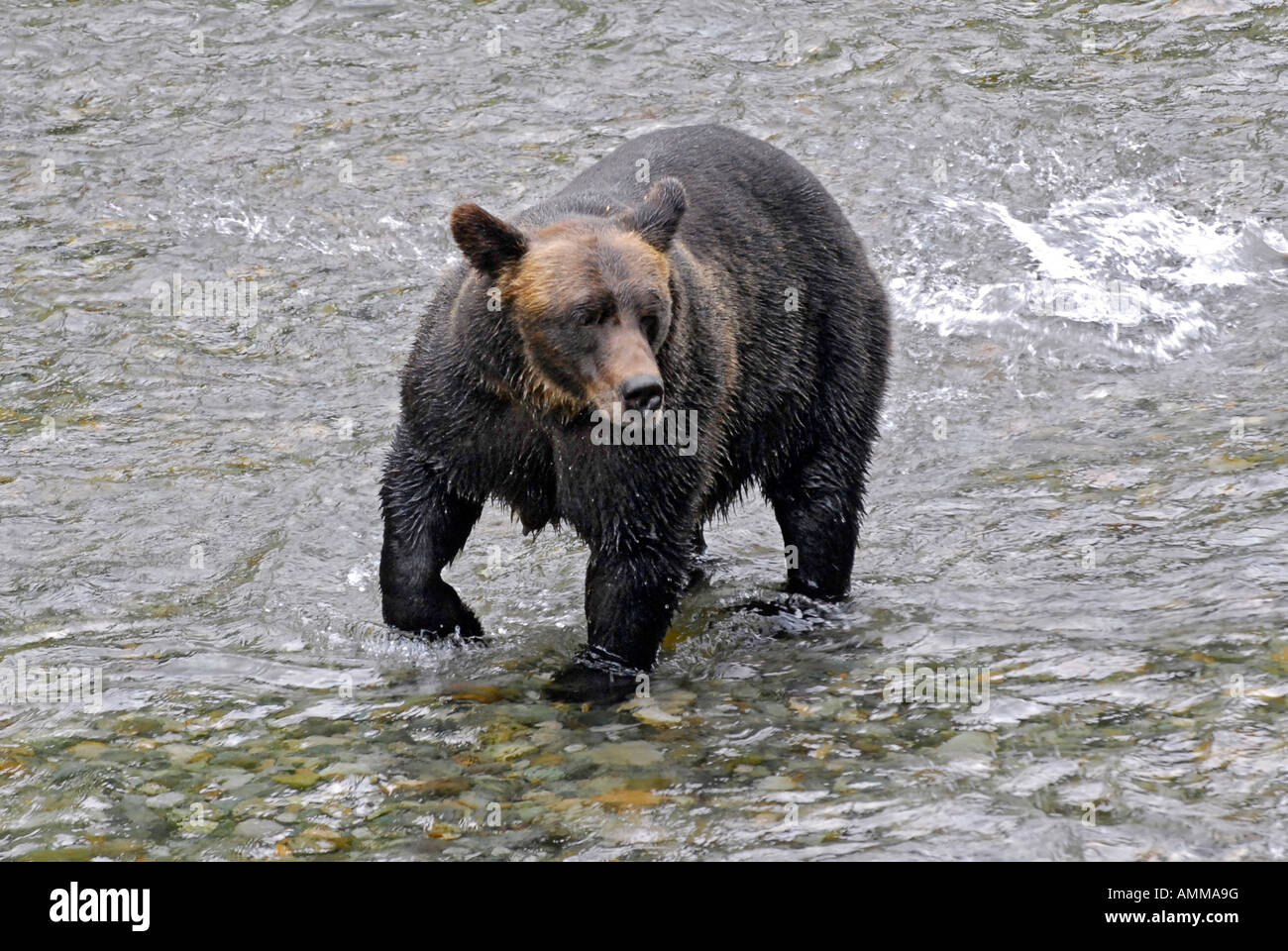 Black Bear at Fish Creek Wildlife Observation Site Tongass National ...