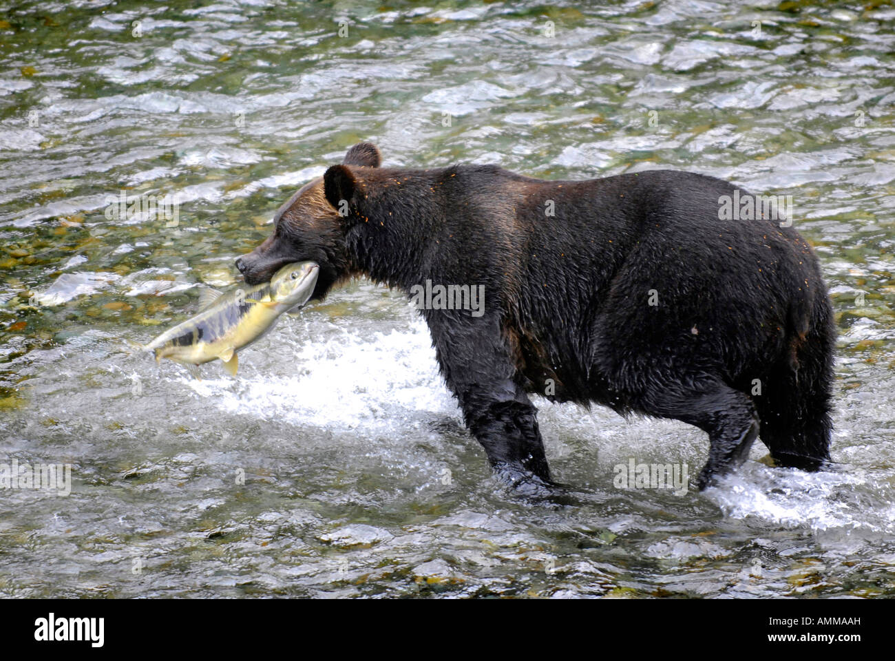 Black Bears Eating Fish