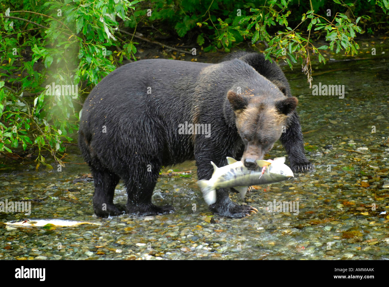 Black Bears Eating Fish