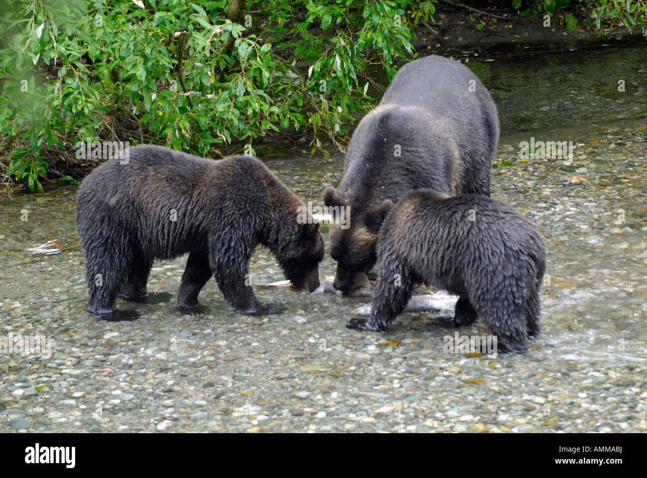 Black Bear catching and eating Salmon at Fish Creek Wildlife ...