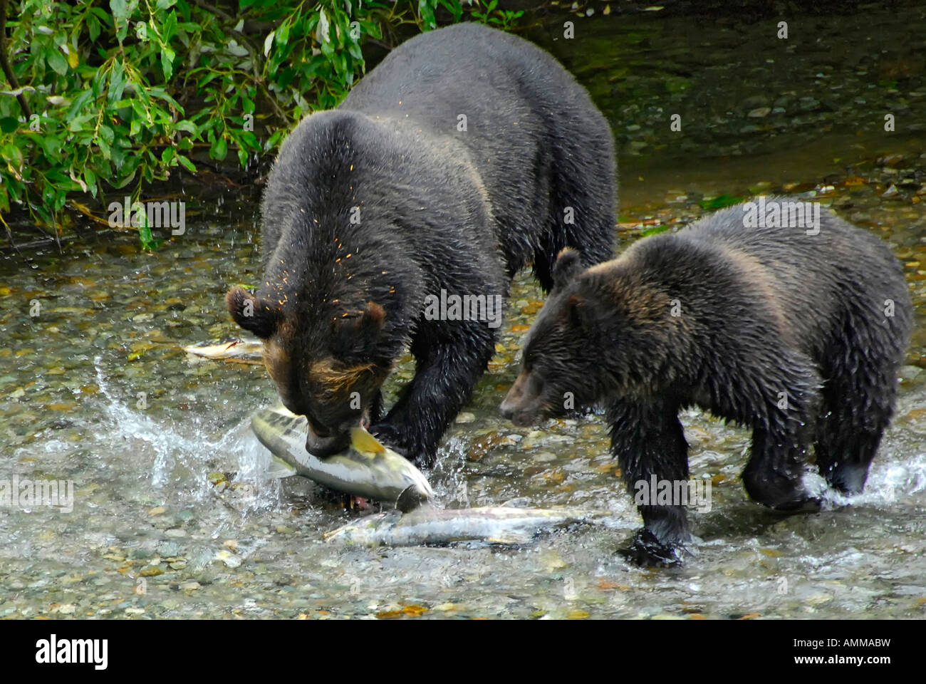 Black Bear catching and eating Salmon at Fish Creek Wildlife ...