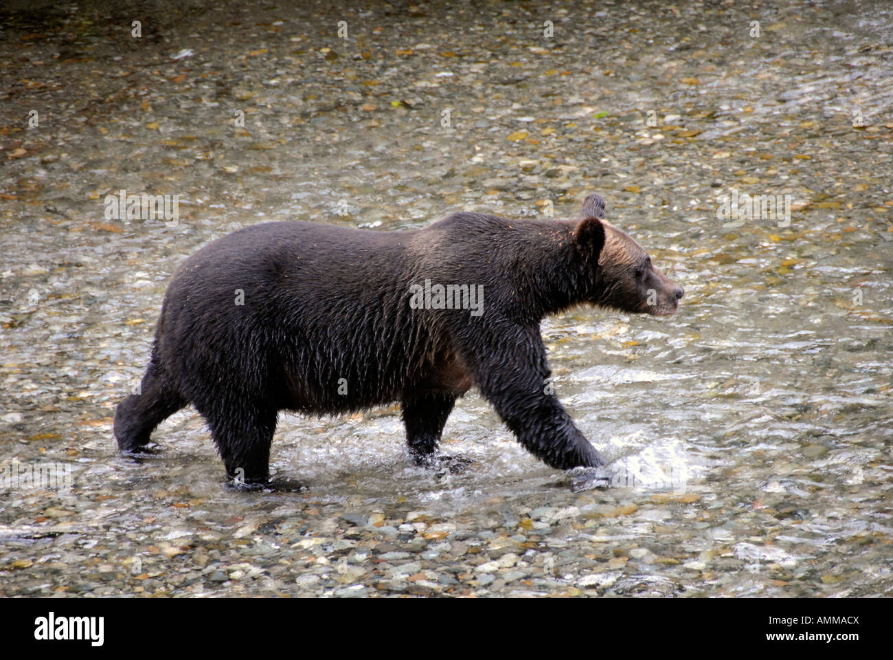 Black Bear at Fish Creek Wildlife Observation Site Tongass National ...