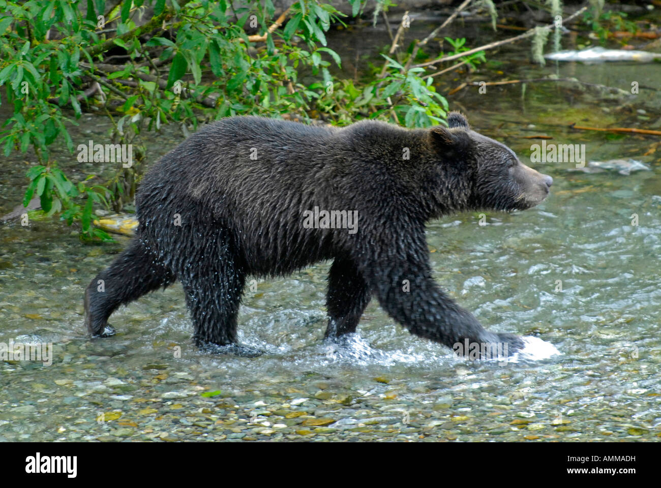 Black Bear at Fish Creek Wildlife Observation Site Tongass National ...