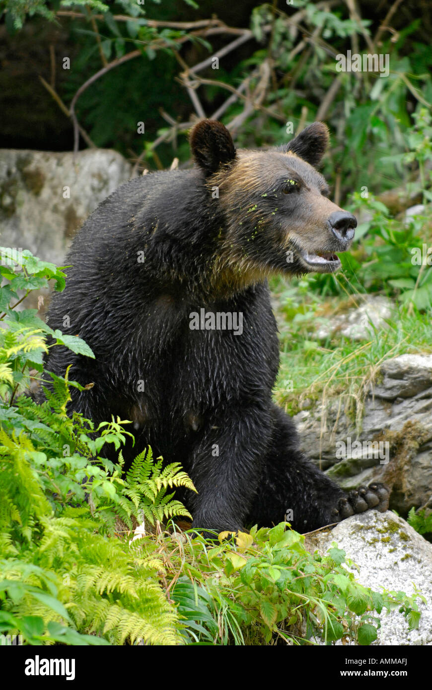 Black Bear at Fish Creek Wildlife Observation Site Tongass National ...