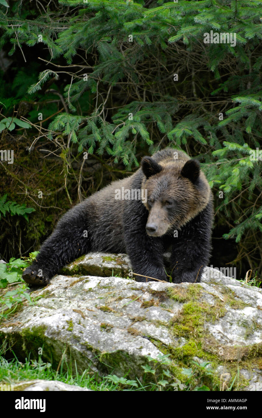 Black Bear at Fish Creek Wildlife Observation Site Tongass National ...