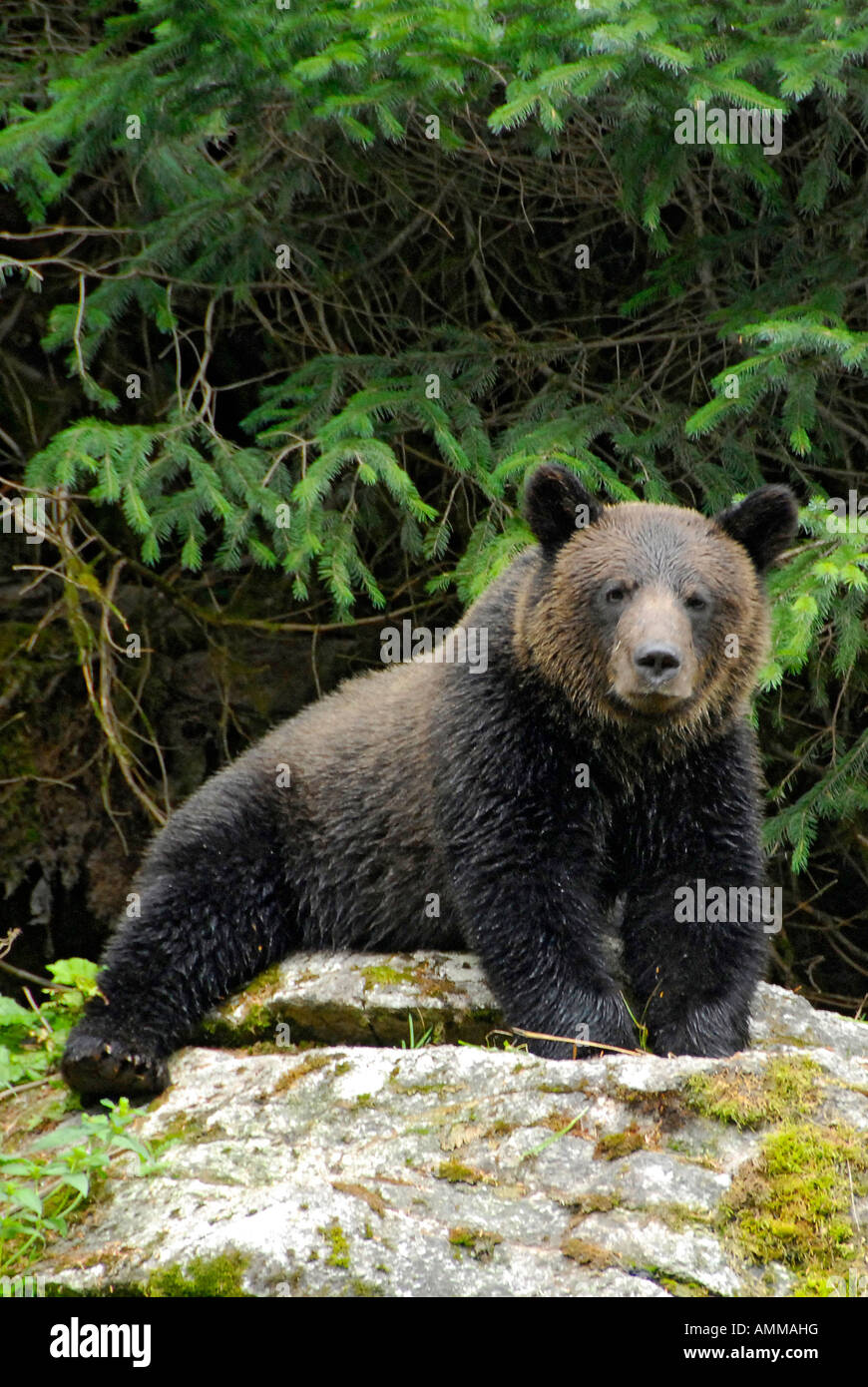 Black Bear at Fish Creek Wildlife Observation Site Tongass National ...