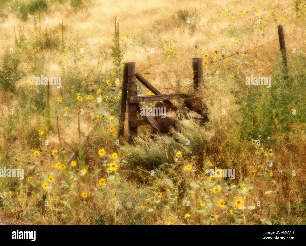 Wild Flowers and Gate, near Imnaha, Oregon, USA Stock Photo - Alamy