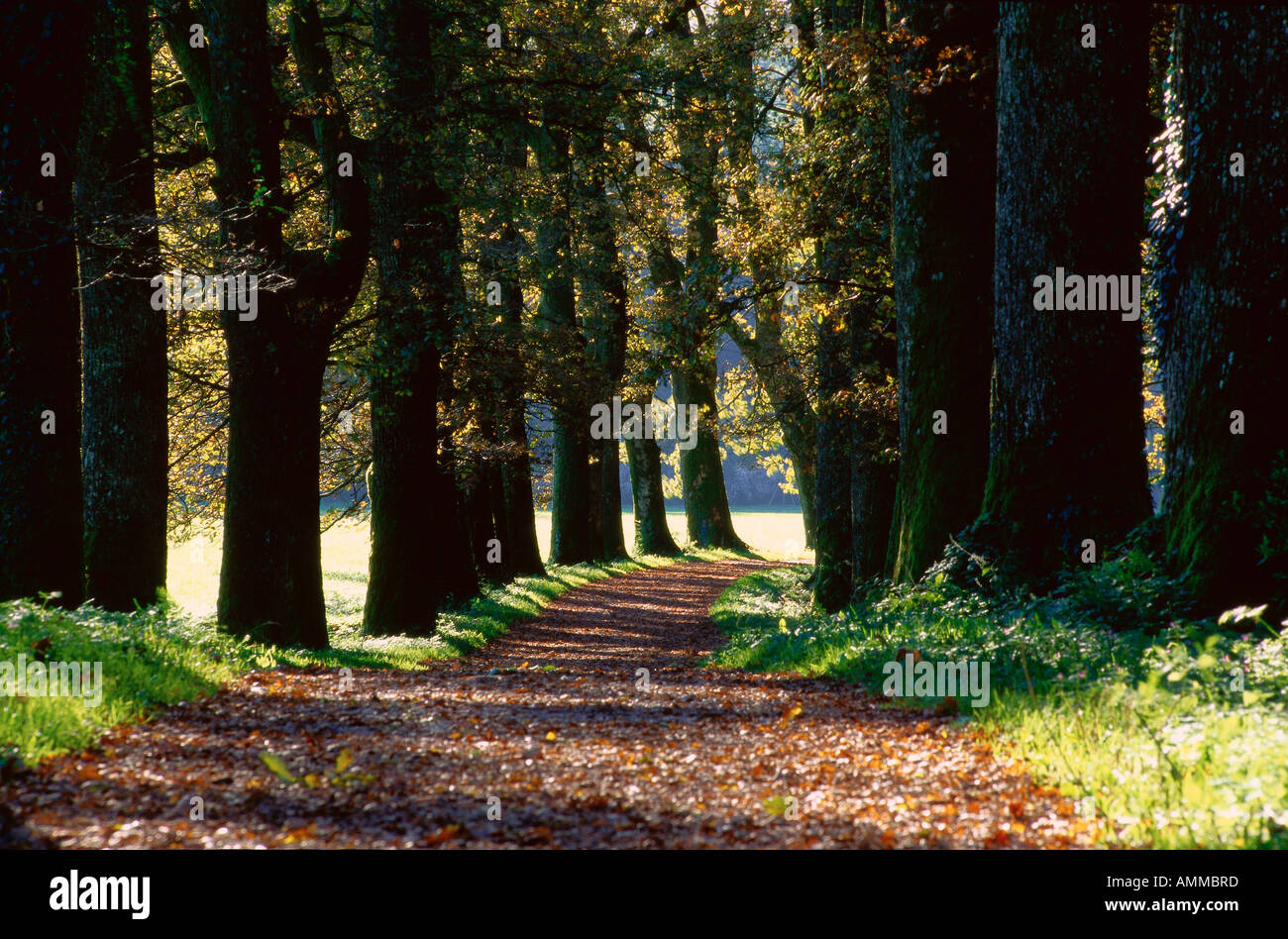 Woodland path without people hi-res stock photography and images - Alamy