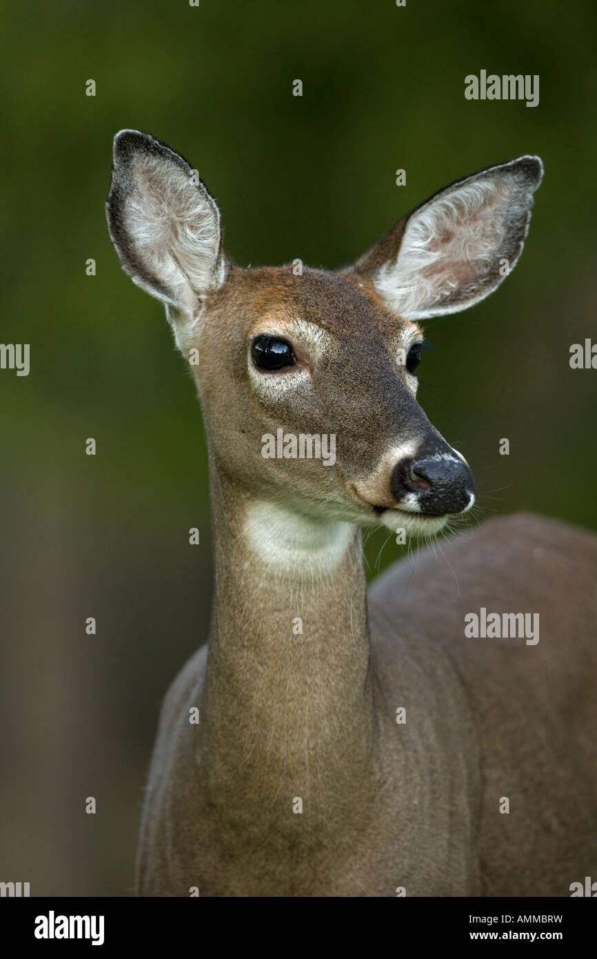 White-tailed Deer Portrait Odocoileus virginianus New York Doe Standing ...