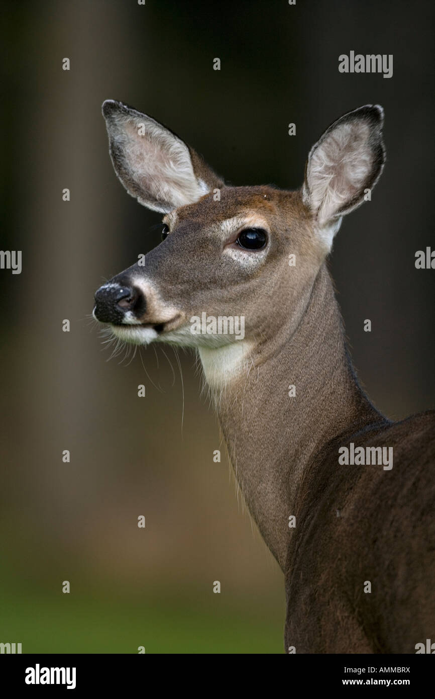White-tailed Deer Portrait Odocoileus virginianus New York Doe Standing ...