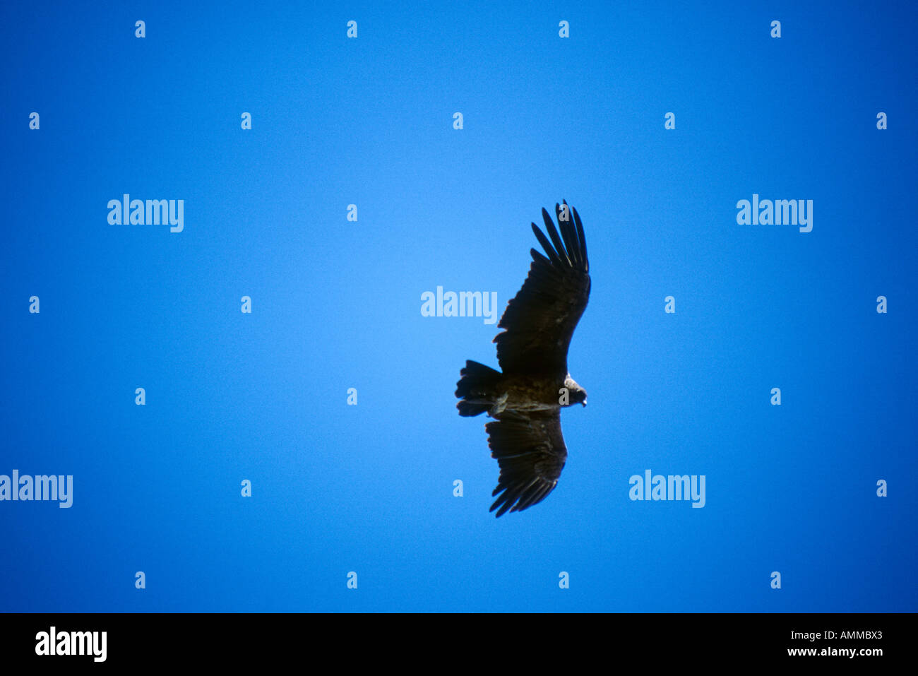 Condor in flight in blue sky near El Calafate Patagonia Argentina Stock ...