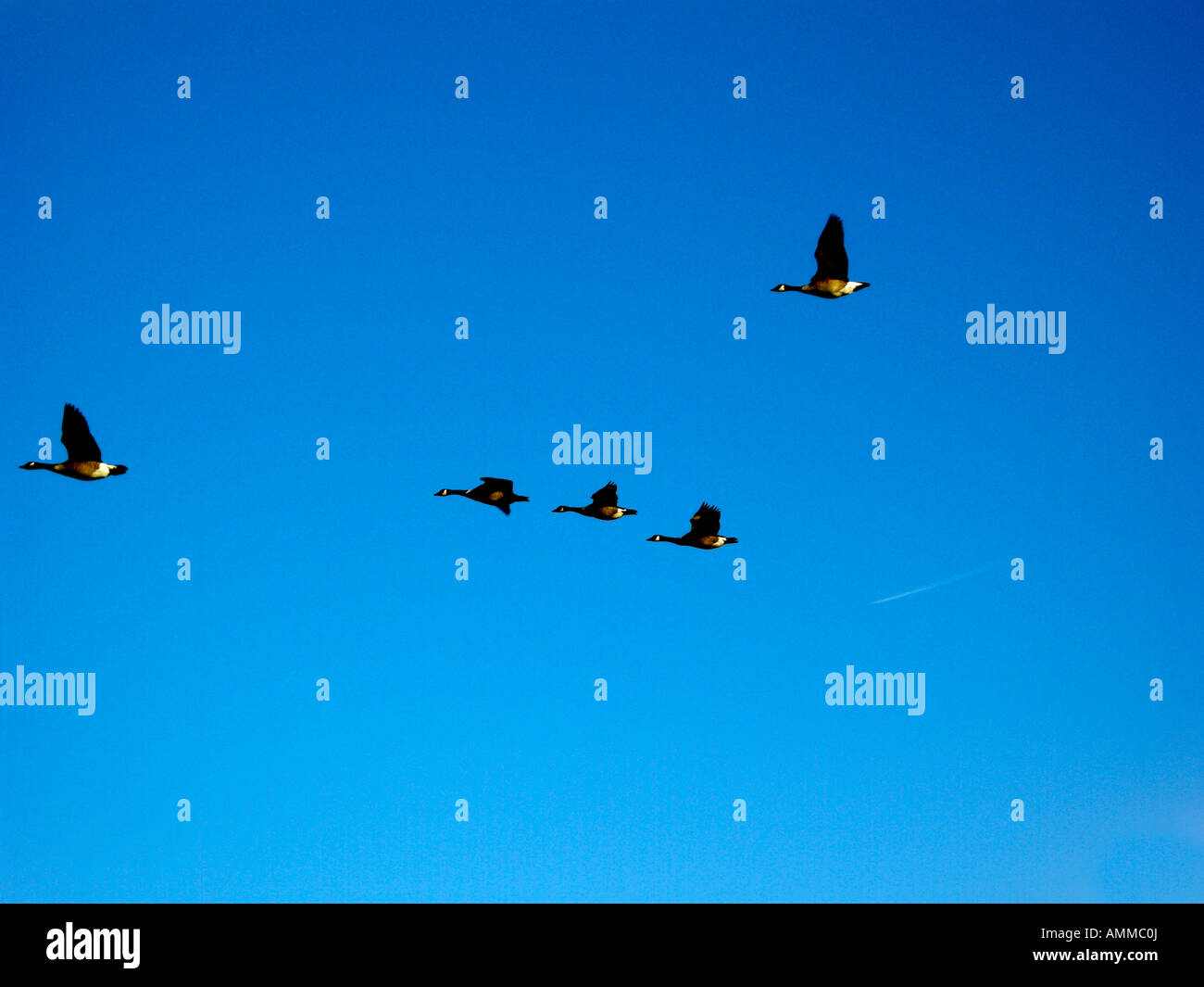 Geese in Flight Stock Photo - Alamy
