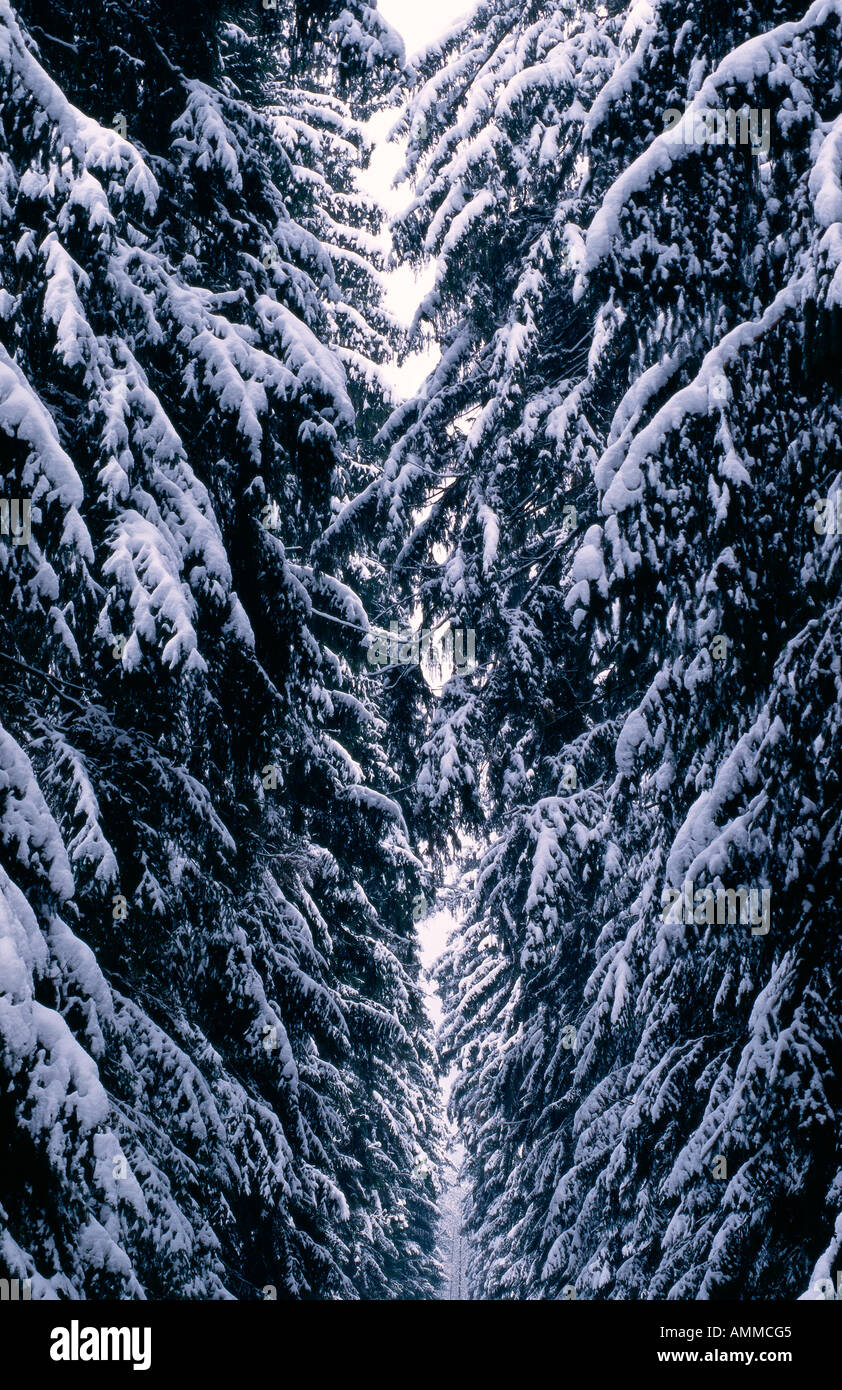 Bryan winter hi-res stock photography and images - Alamy