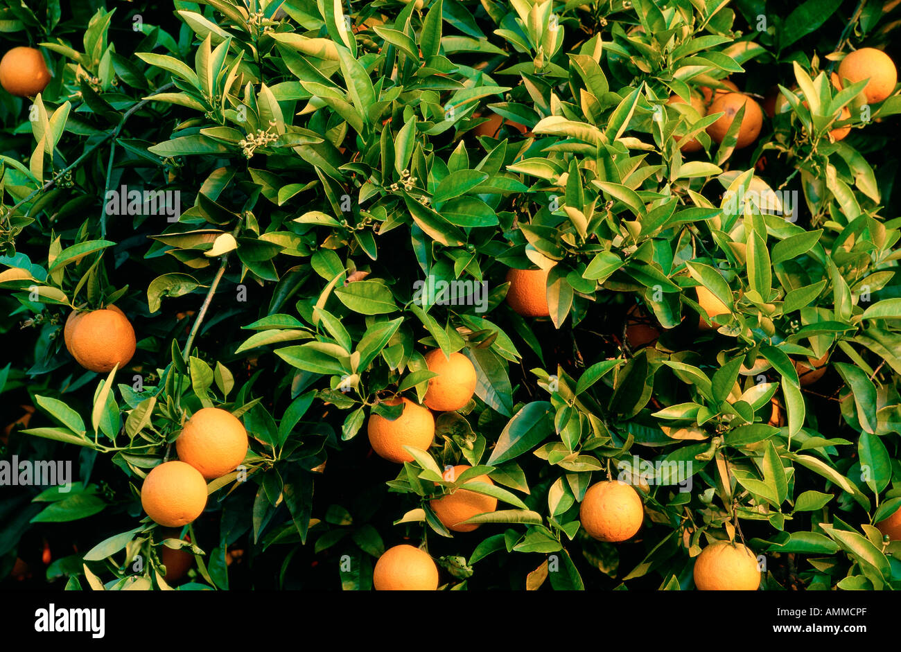 Images of orange tree fruit hi-res stock photography and images - Alamy