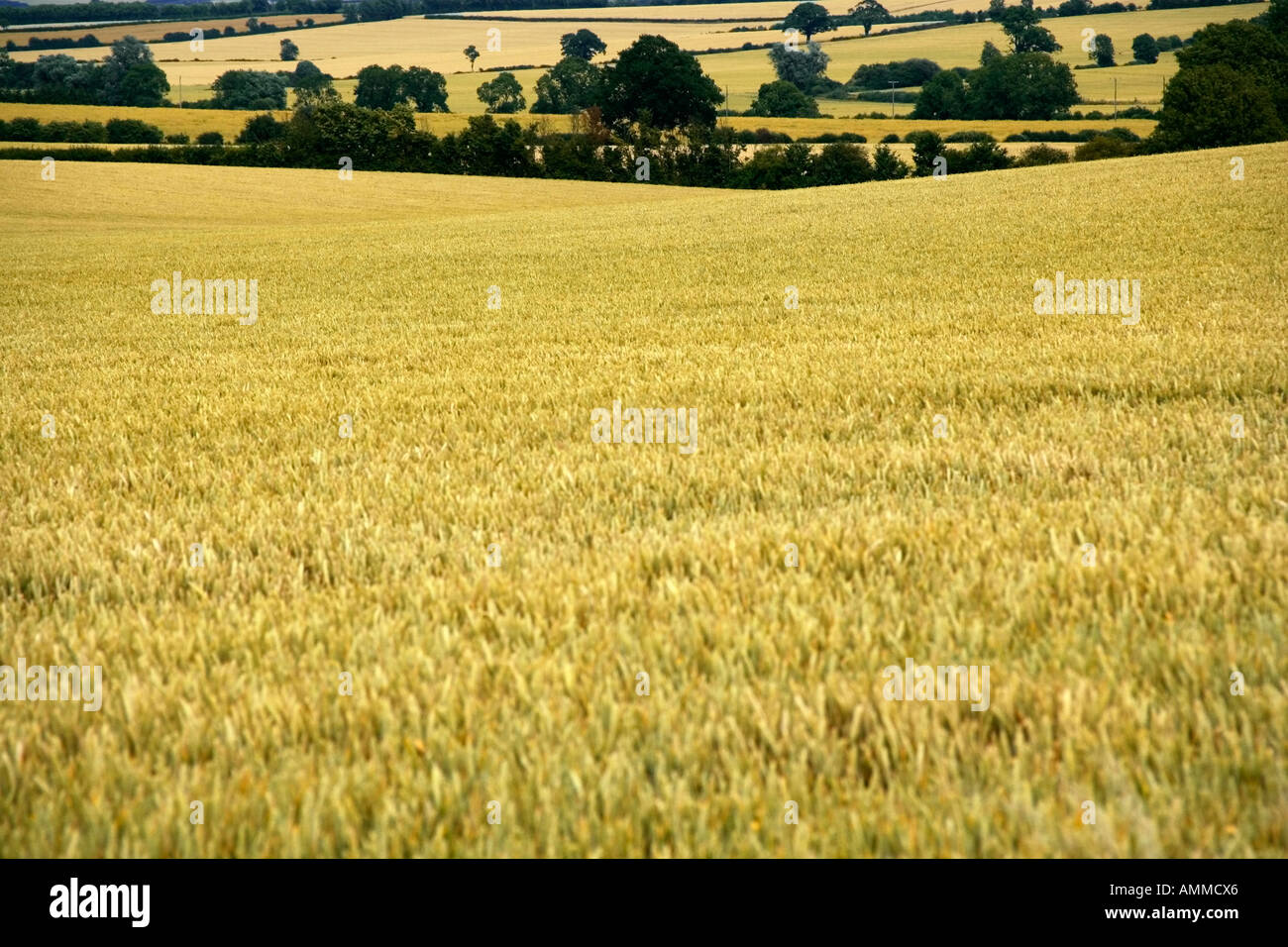 england home counties bedfordshire yelden village cornfield rural ...