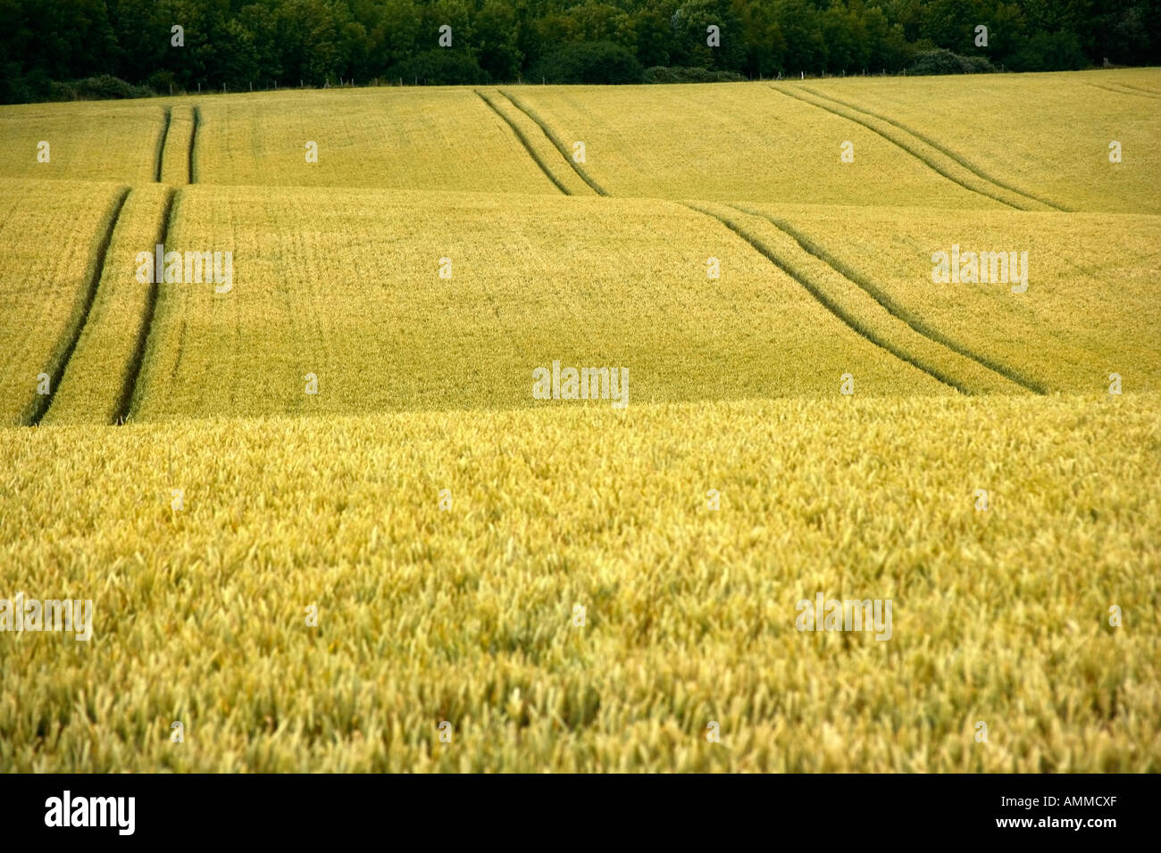 england home counties bedfordshire yelden village cornfield rural ...
