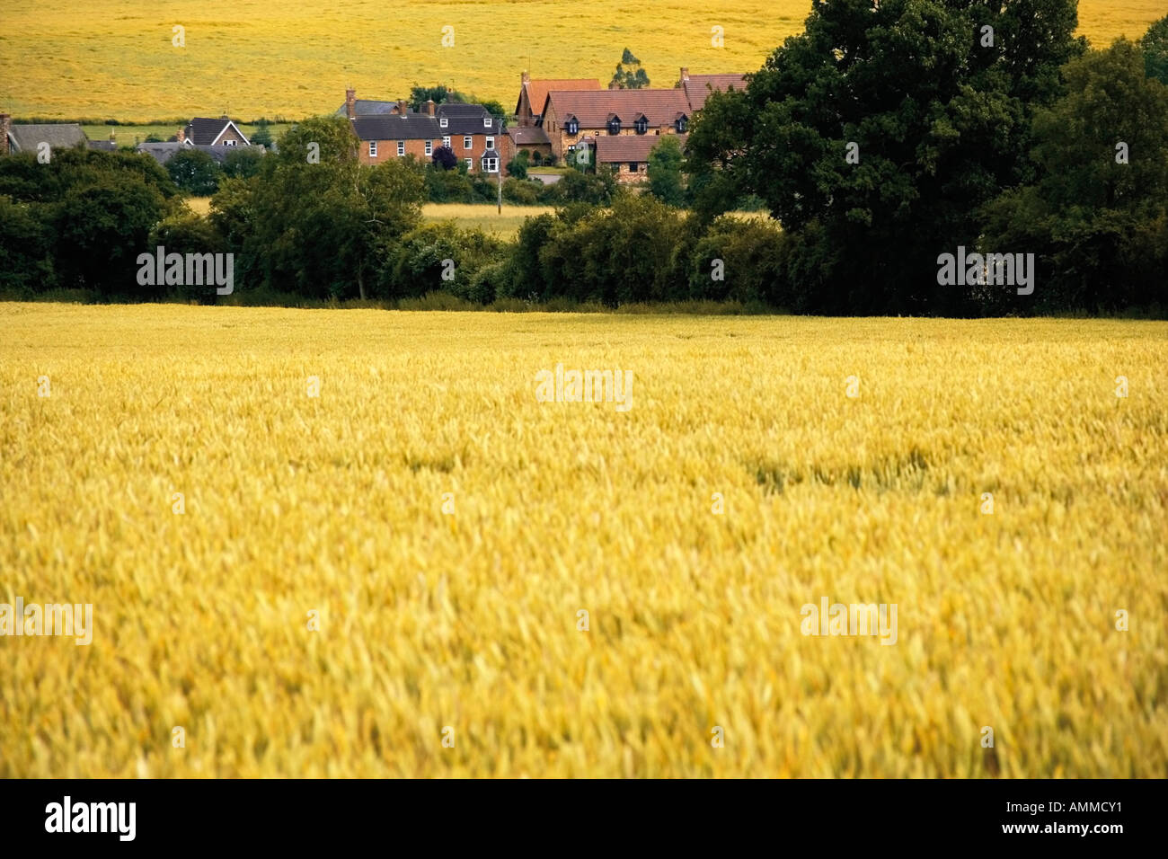 england home counties bedfordshire yelden village cornfield rural ...