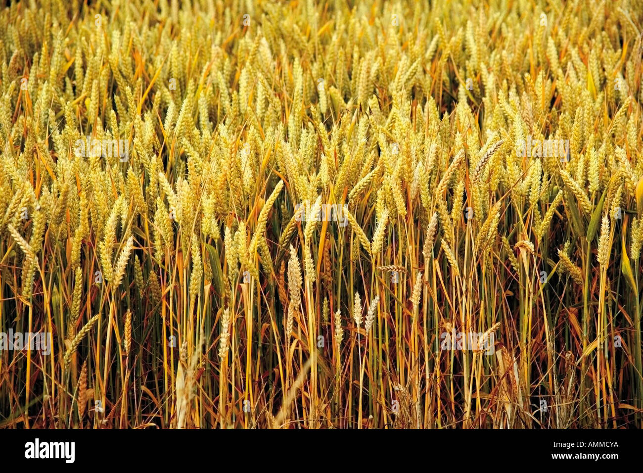 england home counties bedfordshire yelden village cornfield rural ...