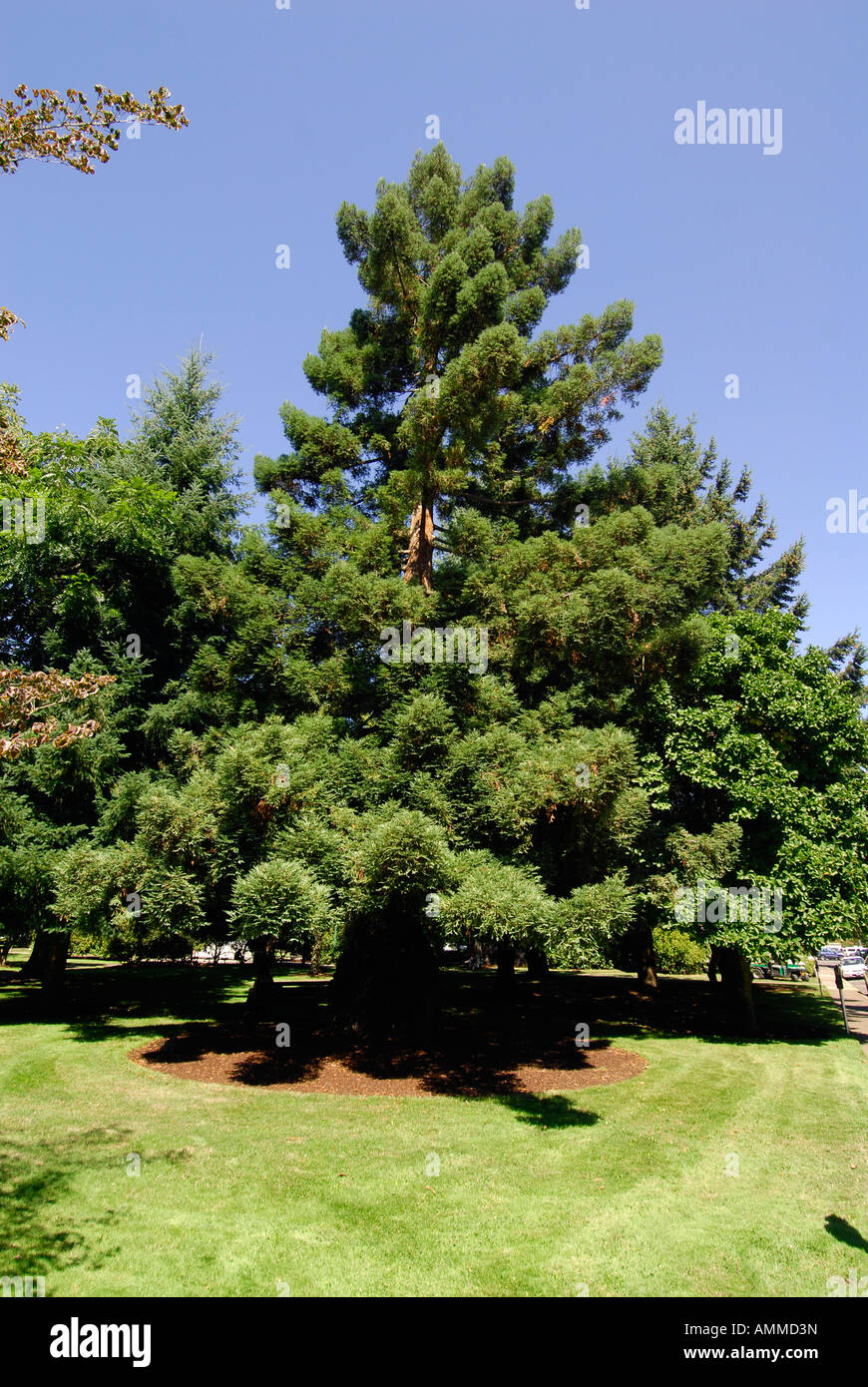 Coast Redwood Tree Sequoia Sempervirens Oregon Capitol Building Grounds ...