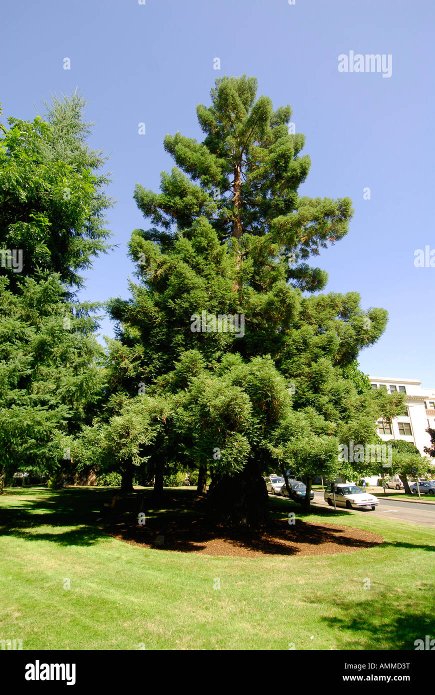 Coast Redwood Tree Sequoia Sempervirens Oregon Capitol Building Grounds ...