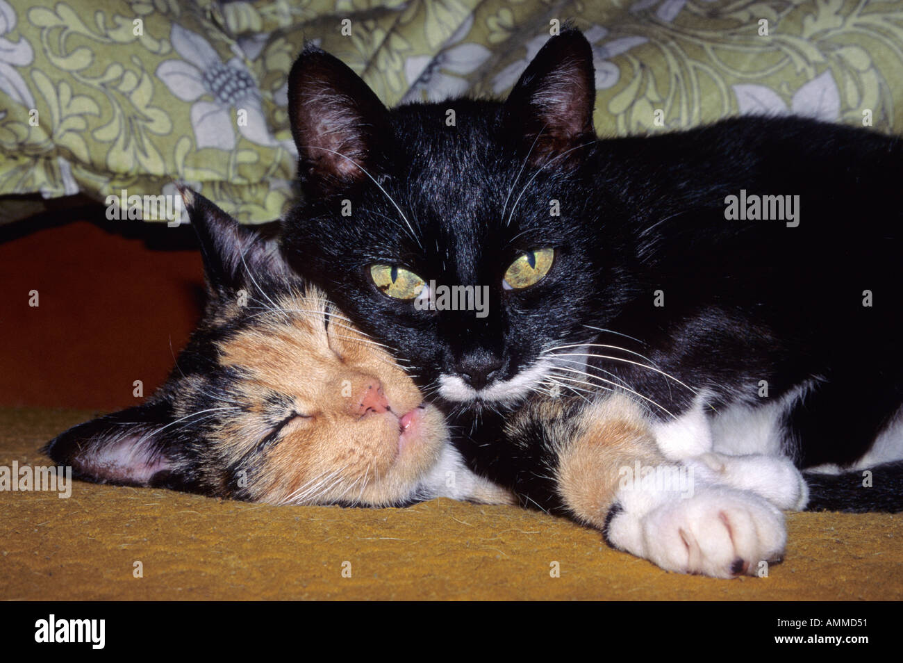 Two cats sleeping on sofa Stock Photo - Alamy