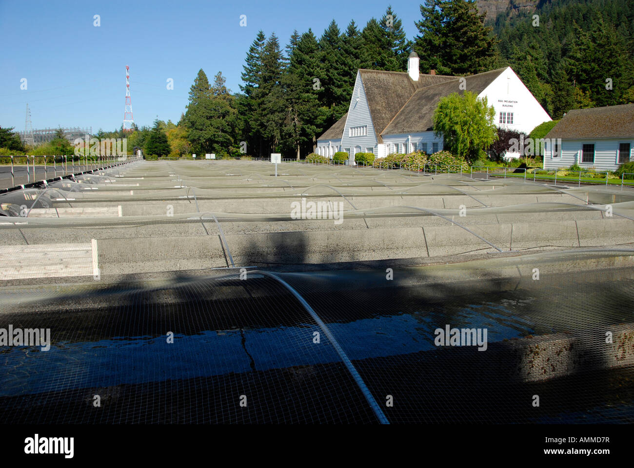 Bonneville Fish Hatchery near Bonneville Dam along Columbia River Gorge ...