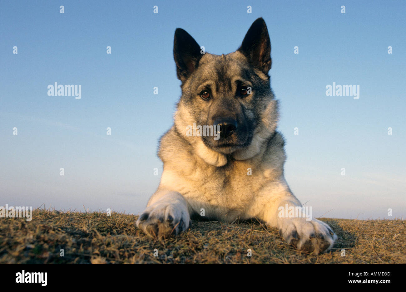 Elkhound hi-res stock photography and images - Alamy