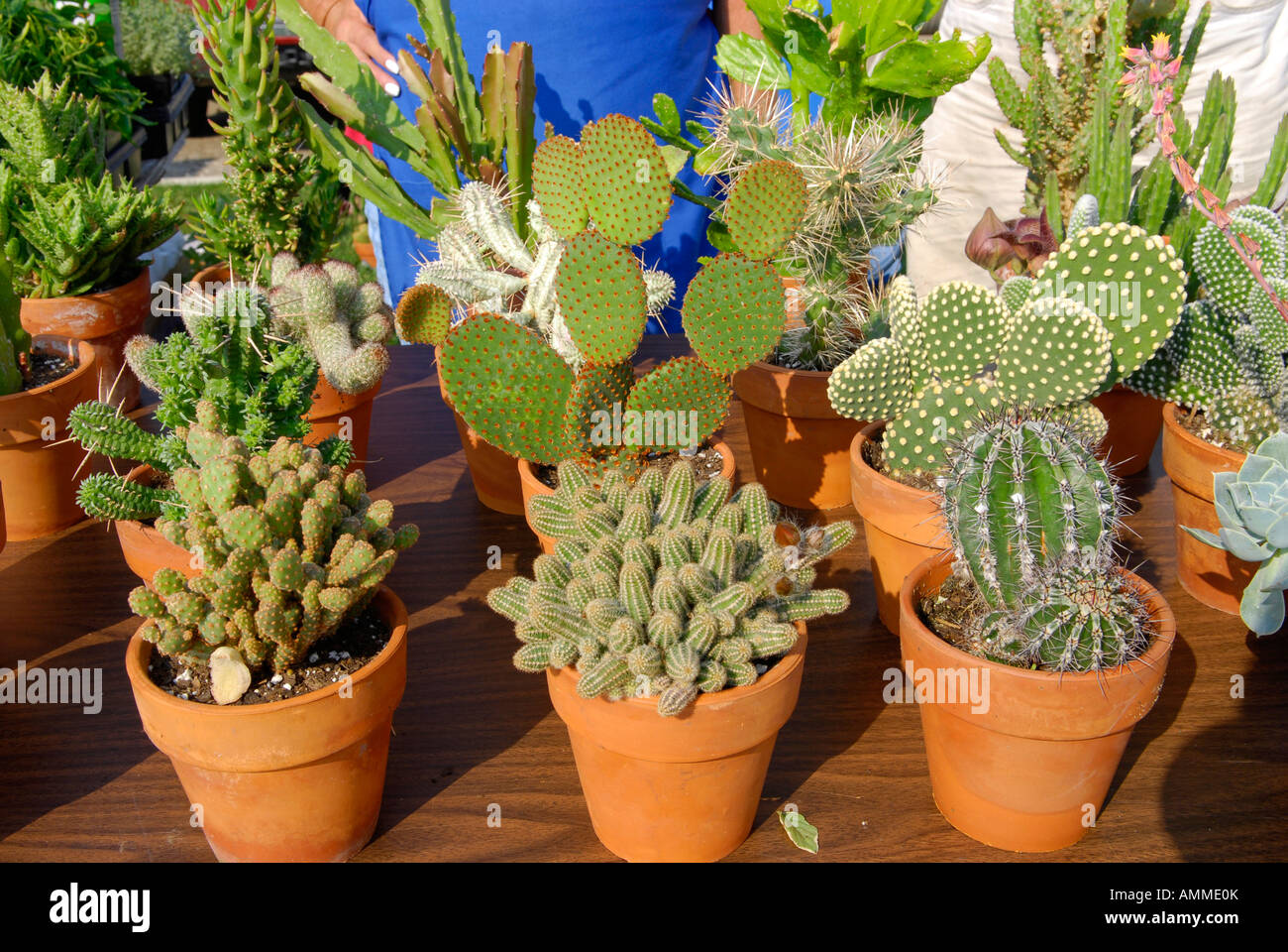Roadside potted plants hi-res stock photography and images - Alamy