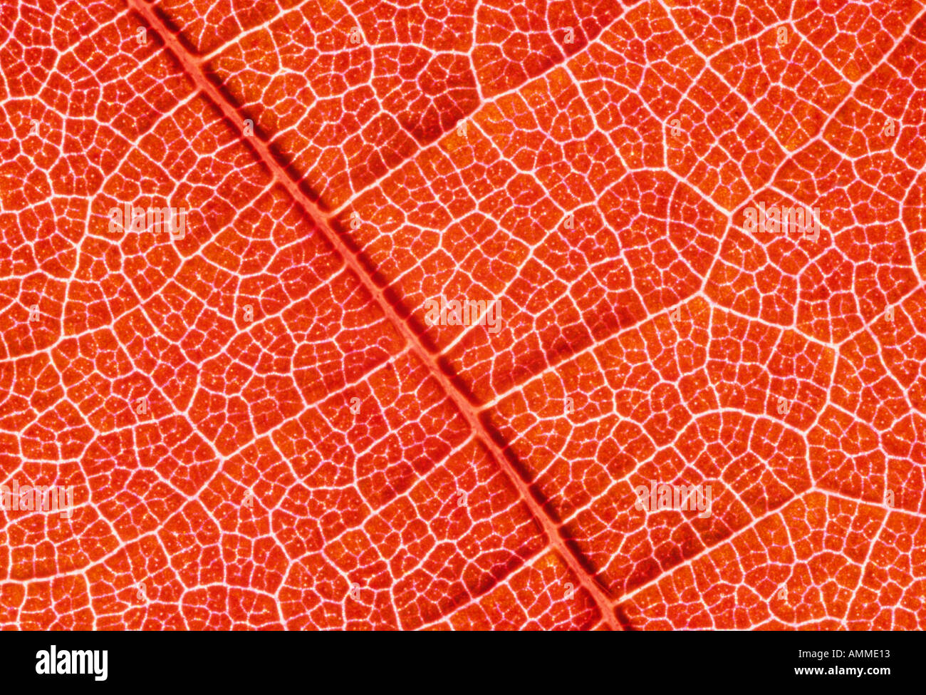 Red vein plant hi-res stock photography and images - Alamy