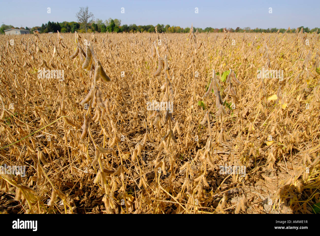 Indiana farm field of soybeans ripe and ready for harvest Stock Photo ...