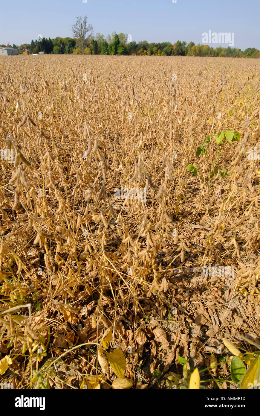 Indiana farm field of soybeans ripe and ready for harvest Stock Photo ...