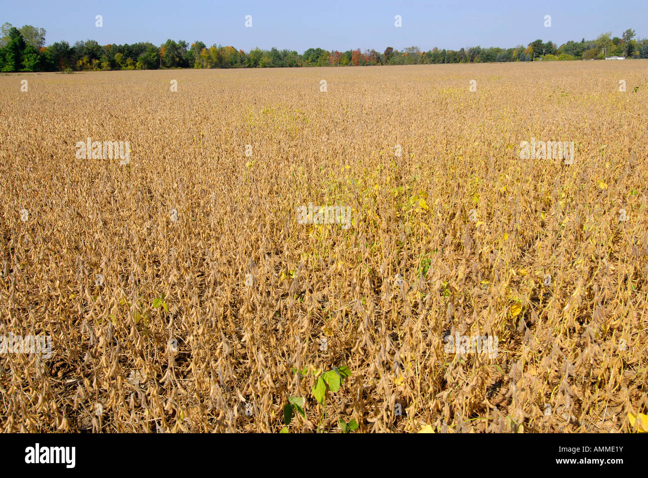 Indiana farm field of soybeans ripe and ready for harvest Stock Photo ...