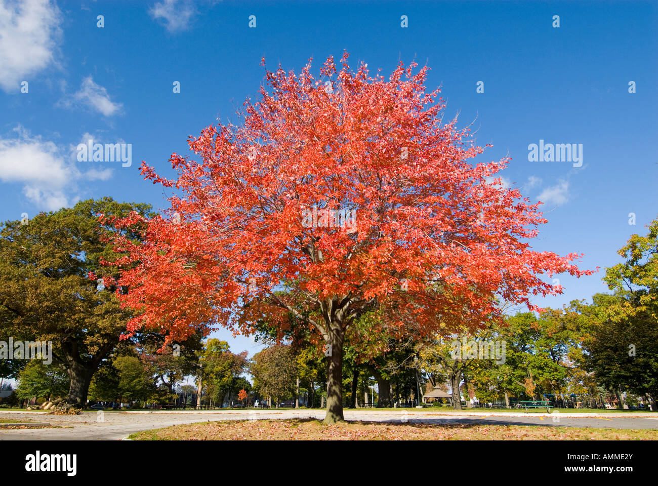 Autumn fall color tree pastoral scene near Springfield Illinois Stock ...